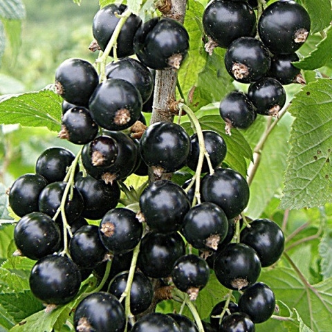 Смородина черная Чаровница - купить с доставкой по выгодным ценам в ...