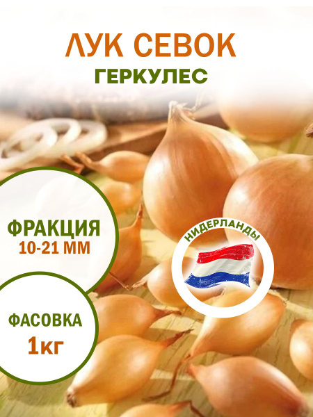 Луковицы Лук севок, Лук купить по выгодной цене в интернет-магазине ...