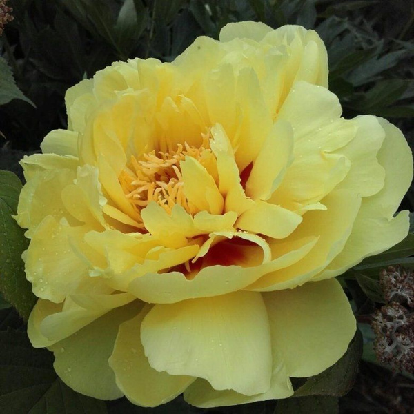 Пионы LeFlower пион корневище_1 - купить по выгодным ценам в интернет ...