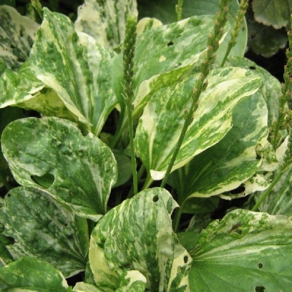 Подорожник большой "Variegata" - купить по выгодным ценам в интернет ...