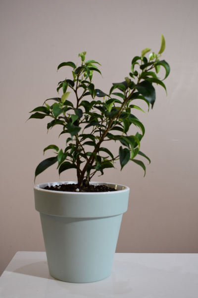 Фикус Бенджамина Наташа Ficus Benjamina Natasha d14, 14 дм, 1 шт ...