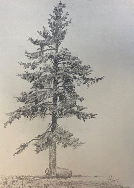 ART-Salon at Oktyabrskaya "Ель" 30х21 см.; бумага, рисунок, графит ...