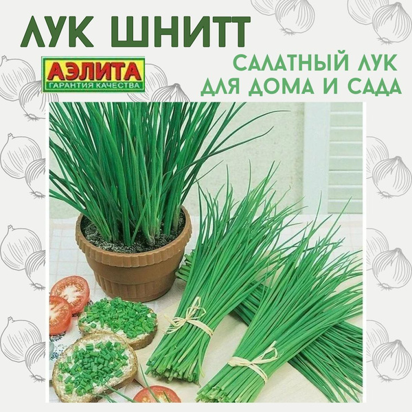 Лук Аэлита Лук на зелень " Лучок на пучок"_1 - купить по выгодным ценам ...