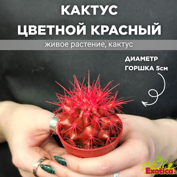 Кактус Цветной Красный (Echinocactus Rainbow Red) D5см купить на OZON ...