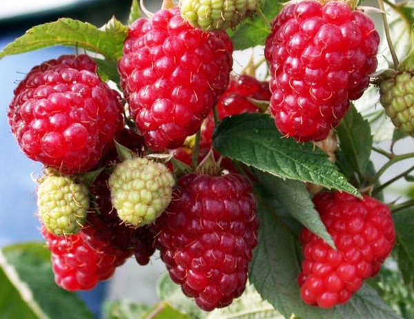 Малина Гордость России - купить по выгодным ценам в интернет-магазине ...