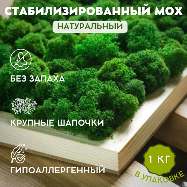 Стабилизированные цветы Мох, 1000 гр купить по выгодной цене в интернет ...