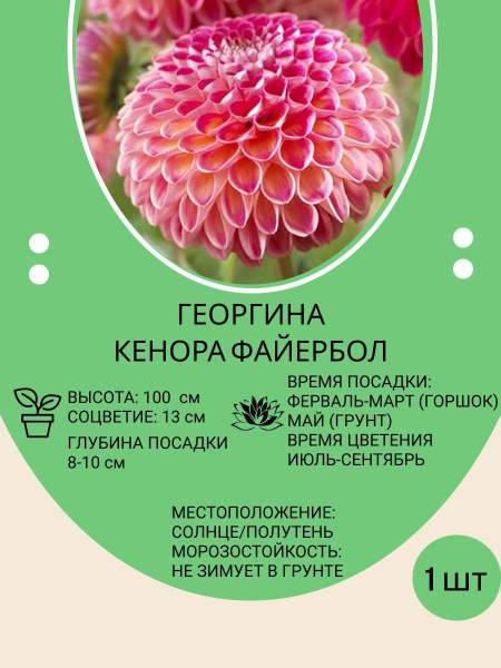 Клубни Георгины купить по выгодной цене в интернет-магазине OZON ...