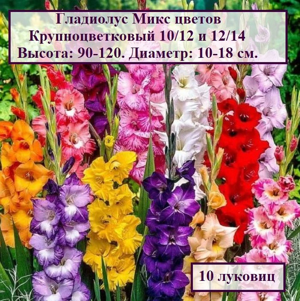 Луковицы Гладиолус COLORLINE купить по выгодной цене в интернет ...