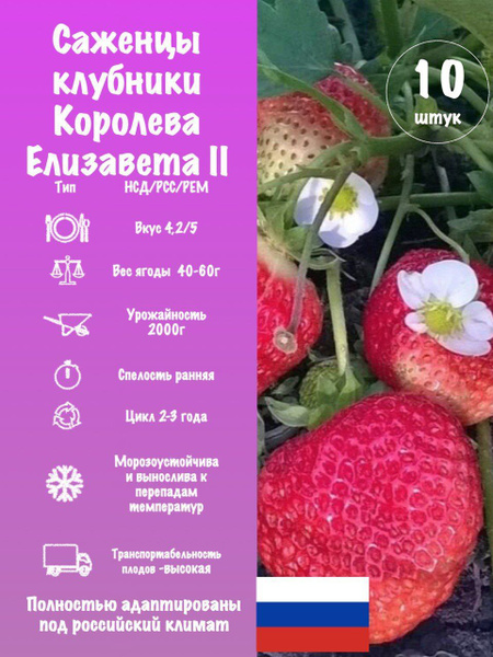 Саженцы садовой земляники (клубники) Королева Елизавета 2 - купить с ...