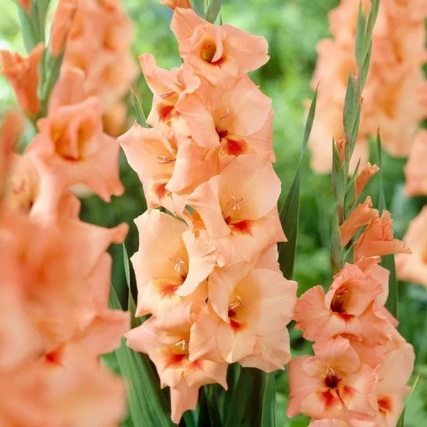 Луковицы LeFlower купить по выгодной цене в интернет-магазине OZON ...