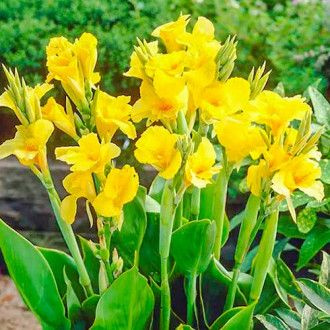 Луковицы Канны МастерСад купить по выгодной цене в интернет-магазине ...