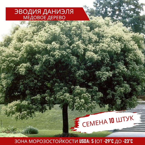 КОЛОКОЛЬЧИК Акация - купить по выгодным ценам в интернет-магазине OZON ...