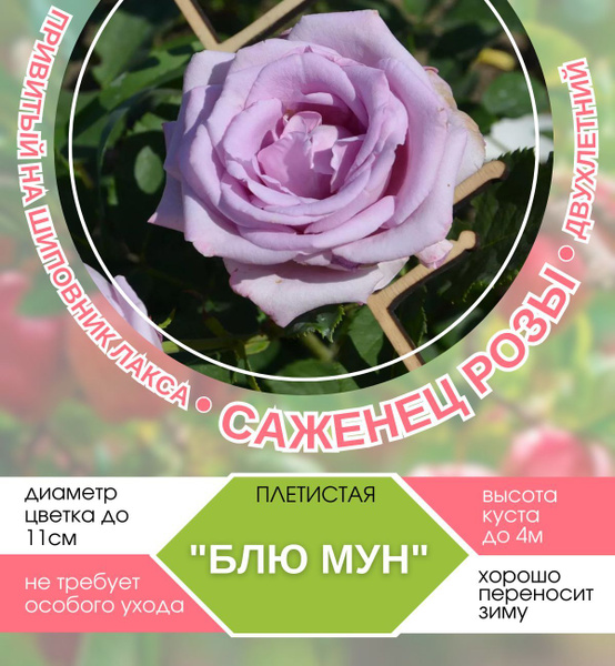 Саженцы Роза плетистая Блю Мун - купить с доставкой по выгодным ценам в ...
