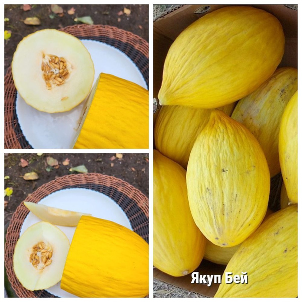 Дыни дыня - купить по выгодным ценам в интернет-магазине OZON (1214135635)