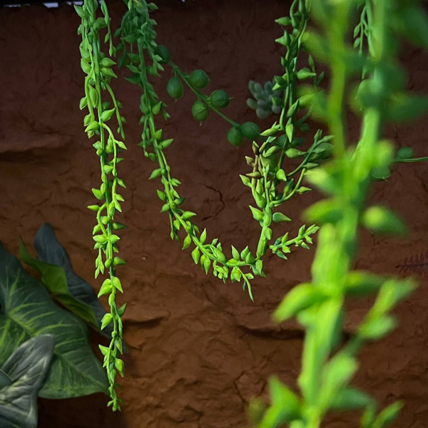 Реалистичные подвесные лианы для террариума. Искусственное растение суккулент Simbel №37 купить ...