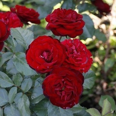 Роза Ред Сенсейшен - купить с доставкой по выгодным ценам в интернет ...