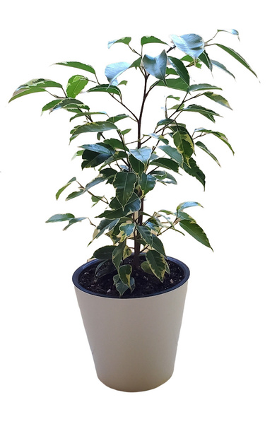 Фикус Бенджамина Голден Кинг Ficus Benjamina Golden King, 16 дм, 1 шт ...