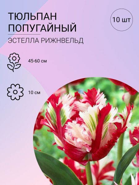 Луковицы Тюльпан купить по выгодной цене в интернет-магазине OZON ...