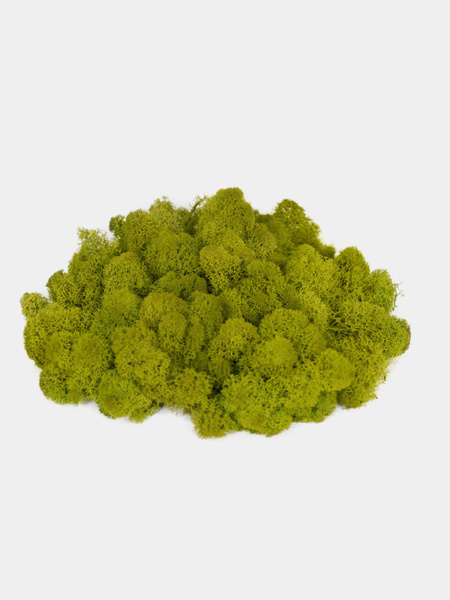Стабилизированный мох Moss Green Мох, 500 гр купить по выгодной цене в ...