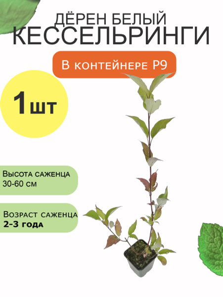 Дёрен белый Кессельринги. Саженец с закрытой корневой системой в ...