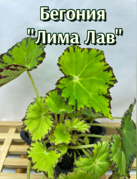 Комнатные растения Бегония "Лима Лав", 1 шт - купить по выгодной цене в ...