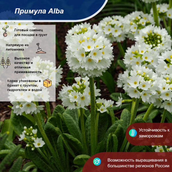 Примула Alba - купить с доставкой по выгодным ценам в интернет-магазине ...