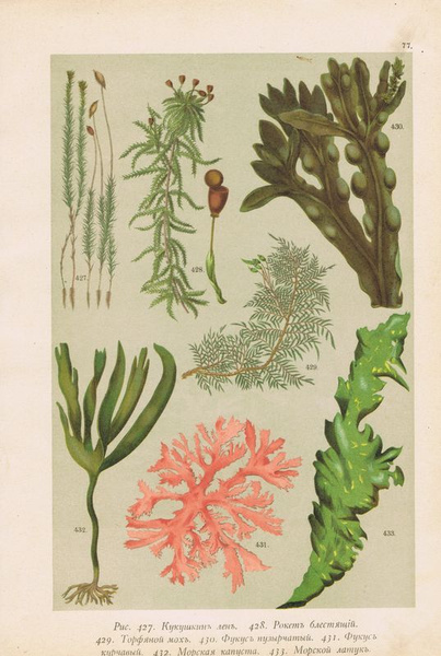 Кукушкин лен, рокет блестящий, торфяной мох, фукус пузырчатый, фукус курчавый, морская капуста ...