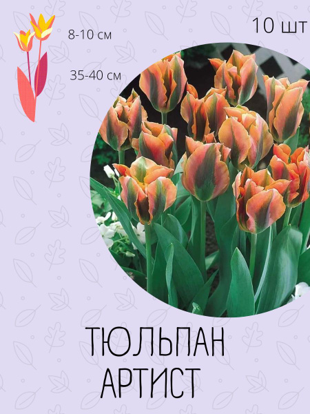 Луковицы купить по выгодной цене в интернет-магазине OZON (1101960300)