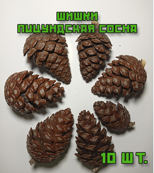 Шишки сосновые,открытые шишки,сосновые шишки,материал для творчества ...