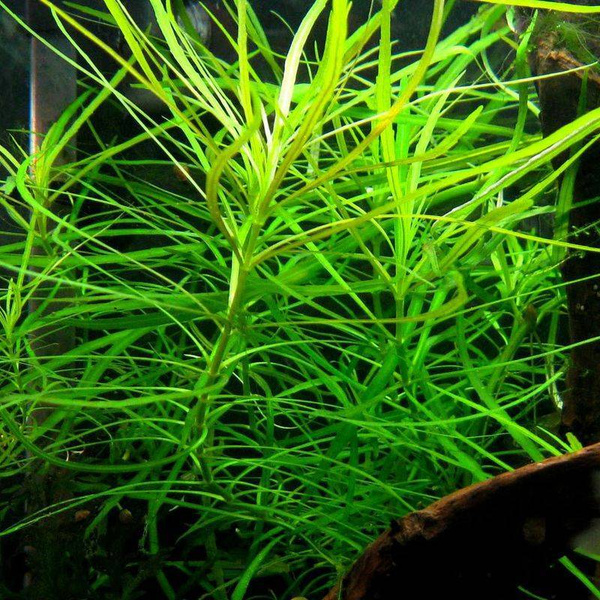 Погостемон октопус - Pogostemon stellatus sp. "Octopus"(3 ветки). Живое ...