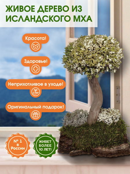 Украшение настольное интерьерное Живое дерево из цетрарии для украшения ...