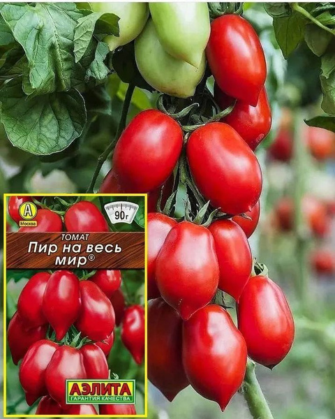 Томаты Агрофирма Аэлита т7 - купить по выгодным ценам в интернет ...