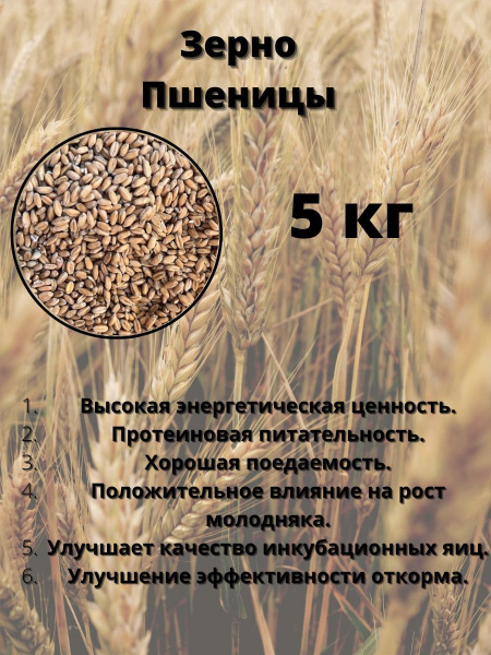 Семена пшеницы 5 кг. - купить с доставкой по выгодным ценам в интернет ...