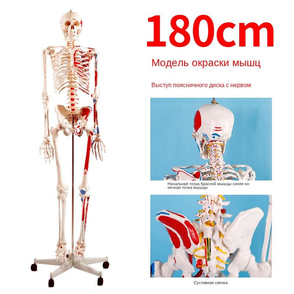 Анатомическая модель скелета человека длиной 180 см с цветной разметкой ...