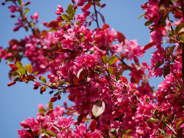 Саженцы Яблоня декоративная Элей ( 3-4 года , С7,5 , 125-150 см ...