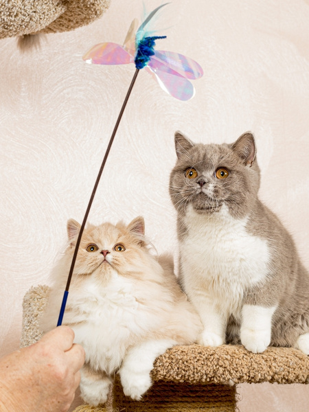 Игрушка для кошек Japan Premium Pet Удочка-пробуждение 3-х инстинктов ...