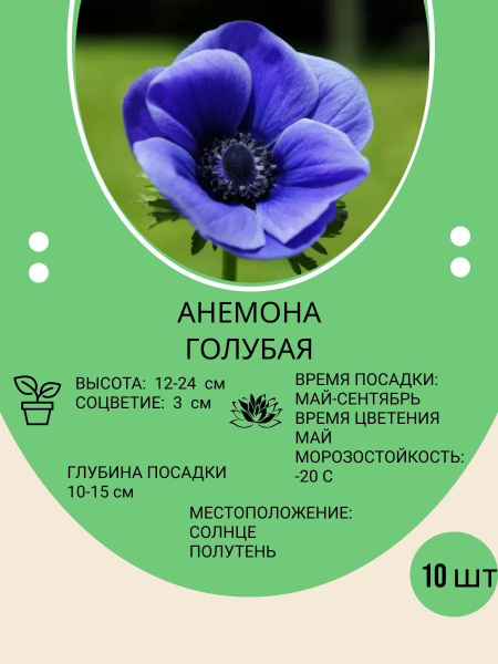 Луковицы Анемона купить по выгодной цене в интернет-магазине OZON ...