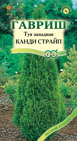 Туя, Туи АЭЛИТА экстра Туя западная Канди Страйп - купить по выгодным ...