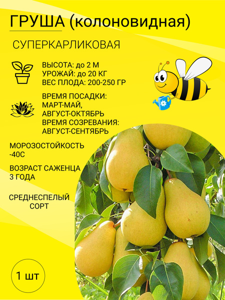 Груша Груша колоновидная 1 шт - купить по выгодным ценам в интернет ...