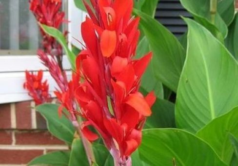 Луковицы Канны Цветояр купить по выгодной цене в интернет-магазине OZON ...