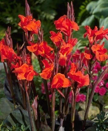 Луковицы Канны ЭкоВыбор купить по выгодной цене в интернет-магазине ...