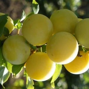 Слива русская Подарок Санкт-Петербургу саженец купить на OZON по низкой ...