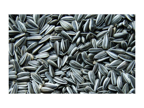 Семечки полосатые неочищенные 1,5 кг. - купить с доставкой по выгодным ...