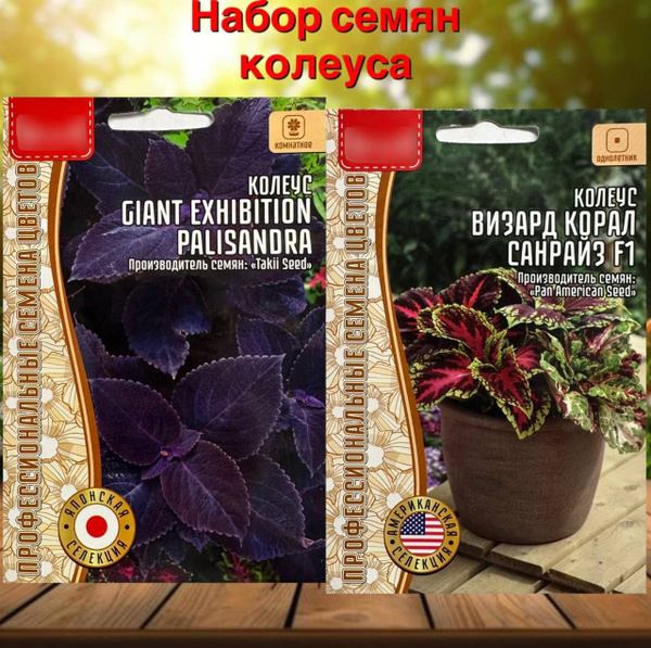 Колеусы Семена растения колеуса набор 2 упаковки - купить по выгодным ...