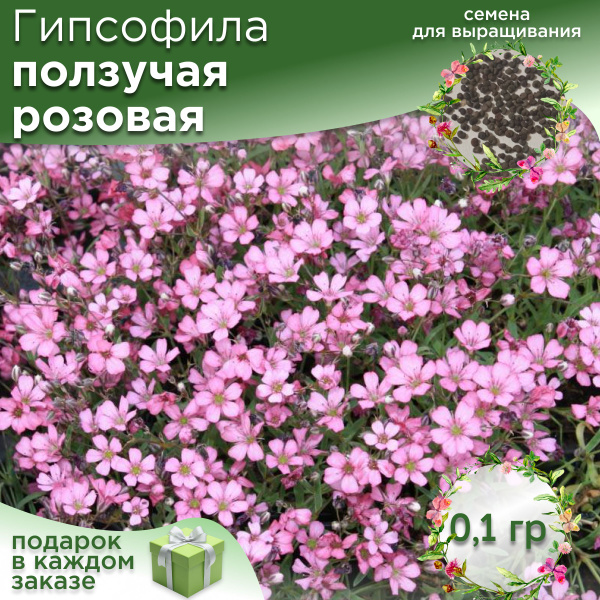 гипсофила ползучая - купить по выгодным ценам в интернет-магазине OZON ...