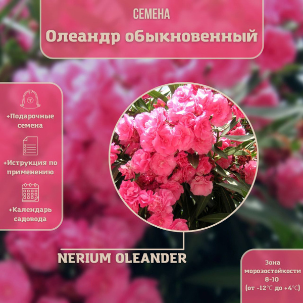 Олеандр MAGIC FOREST Кустарник - купить по выгодным ценам в интернет ...