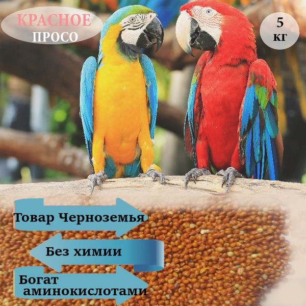 5 кг. Семена просо красное / корм для попугаев птиц и грызунов / зерна ...