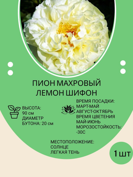 Пион, корень саженец для посадки, многолетние цветы для сада - купить с ...
