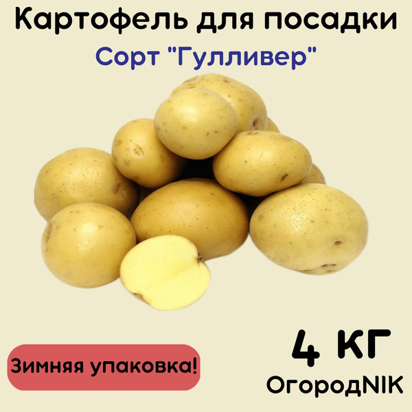 Картофель Гулливер - купить по выгодным ценам в интернет-магазине OZON ...