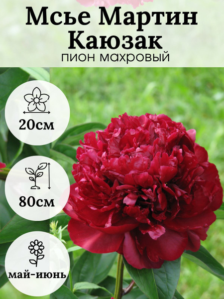 Пион травянистый махровый красный Мсье Мартин Каюзак корень (2-3 почки ...